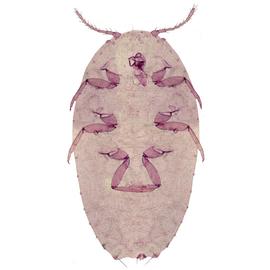 Phenacoccus madeirensis | Scale Insects