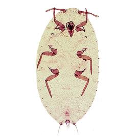 Planococcus kraunhiae | Scale Insects