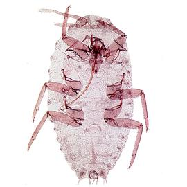 Pseudococcus baliteus | Scale Insects