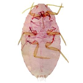 Pseudococcus elisae | Scale Insects