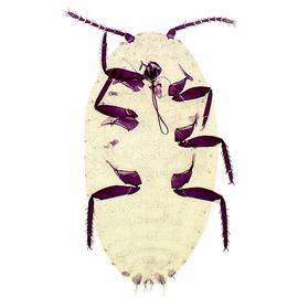 Pseudococcus longispinus | Scale Insects