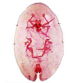 Parthenolecanium corni | Scale Insects