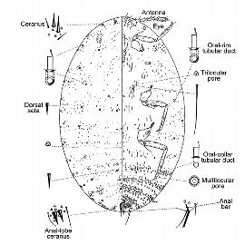 Paracoccus herreni | Scale Insects