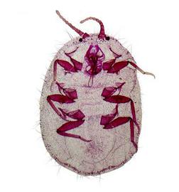 Icerya samaraia | Scale Insects