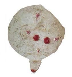 Kerria lacca | Scale Insects