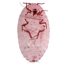 Balanococcus diminutus | Scale Insects