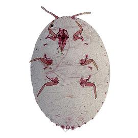 Dysmicoccus mackenziei | Scale Insects