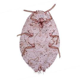 Nipaecoccus annonae | Scale Insects