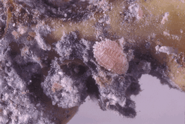 Palmicultor browni | Scale Insects