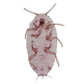 Paracoccus ferrisi | Scale Insects