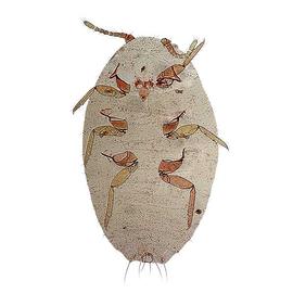 Paracoccus lycopersici | Scale Insects