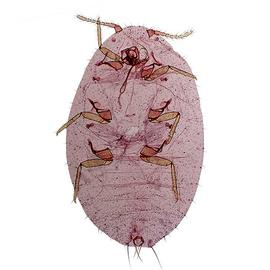 Paracoccus mexicanus | Scale Insects