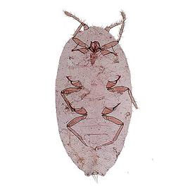 Paracoccus solani | Scale Insects