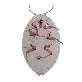 Paracoccus burnerae | Scale Insects