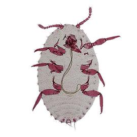 Pseudococcus dendrobiorum | Scale Insects