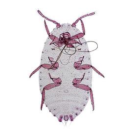 Pseudococcus microcirculus | Scale Insects