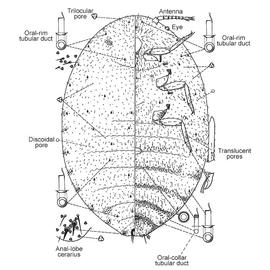 Spilococcus mamillariae | Scale Insects