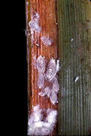 Balanococcus diminutus | Scale Insects