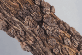 Cerococcidae | Scale Insects
