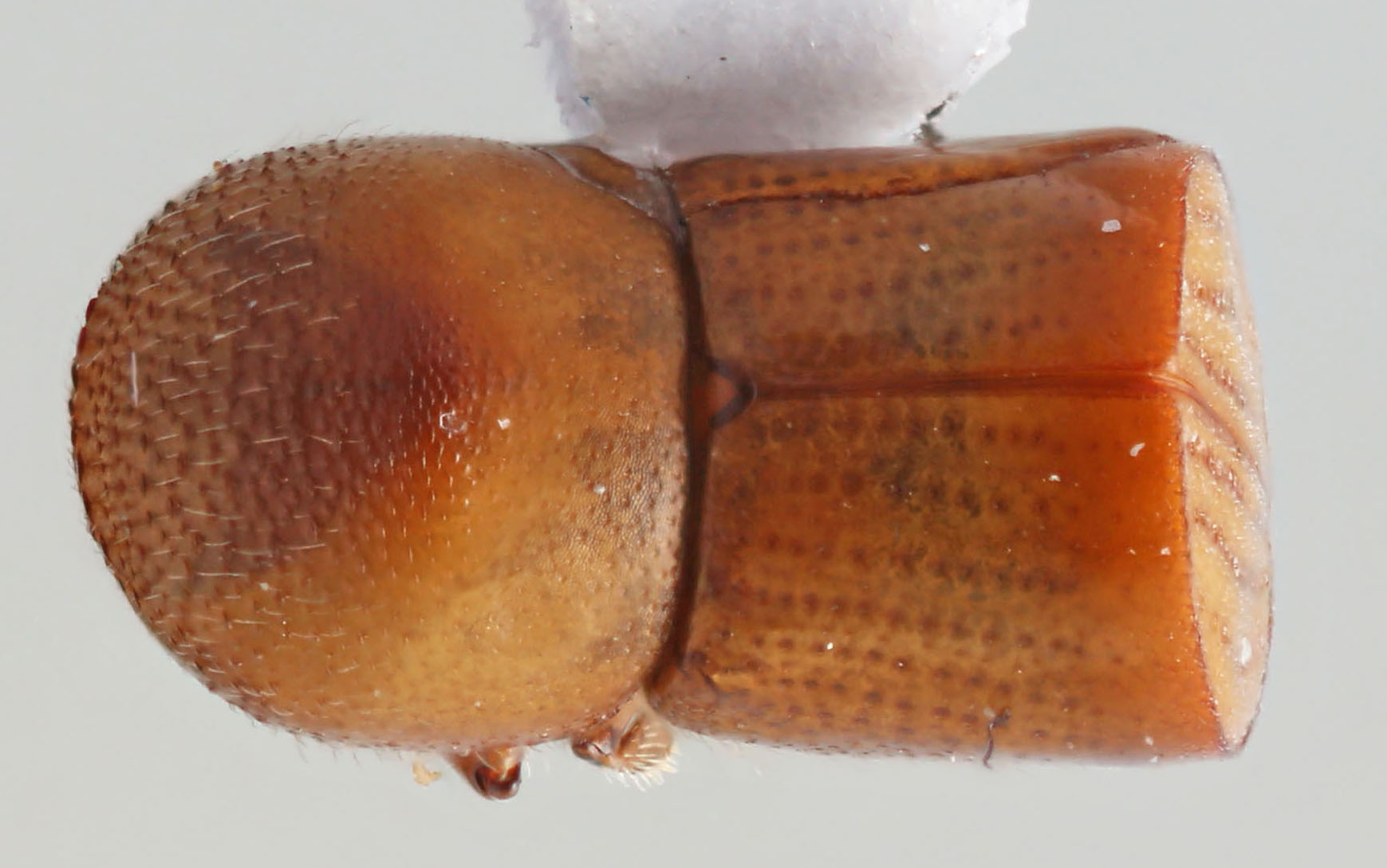 Gallery | Southeast Asian Ambrosia Beetle ID