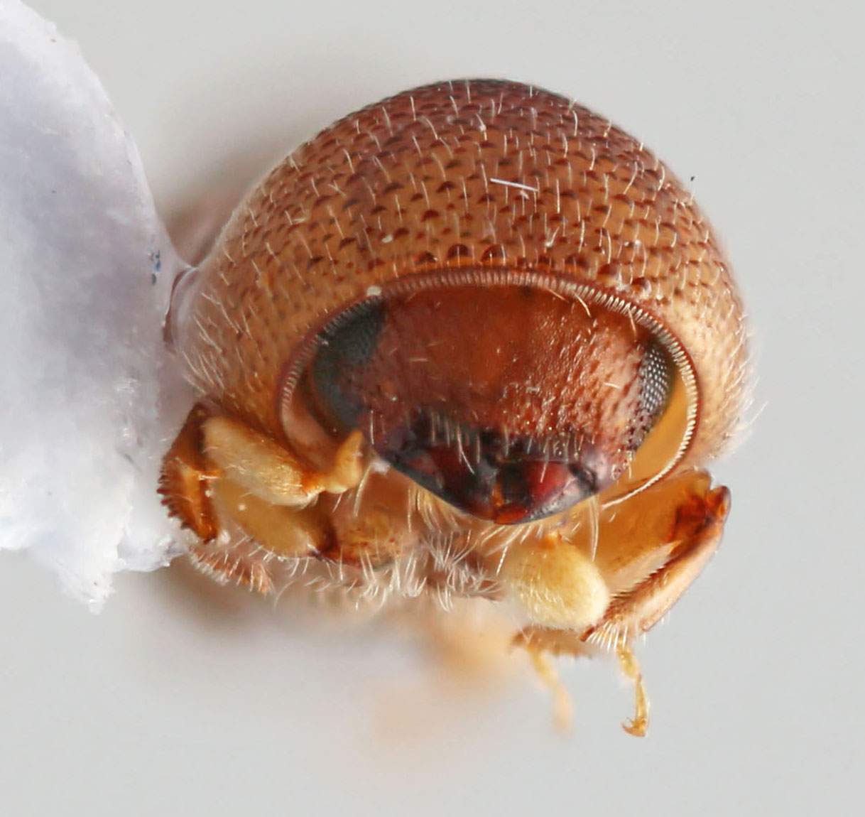Gallery | Southeast Asian Ambrosia Beetle ID