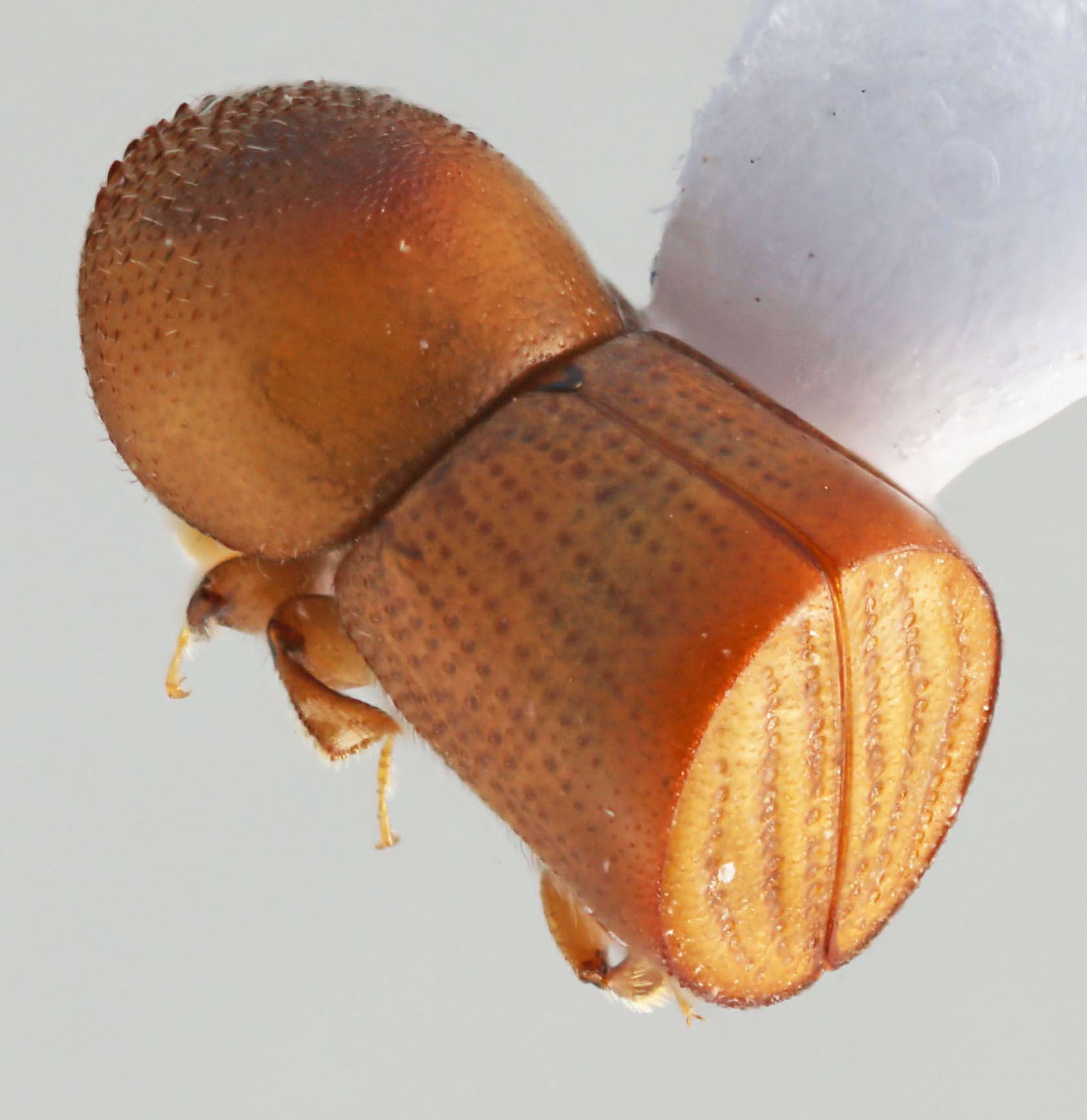 Amasa cylindrotomica | Southeast Asian Ambrosia Beetle ID