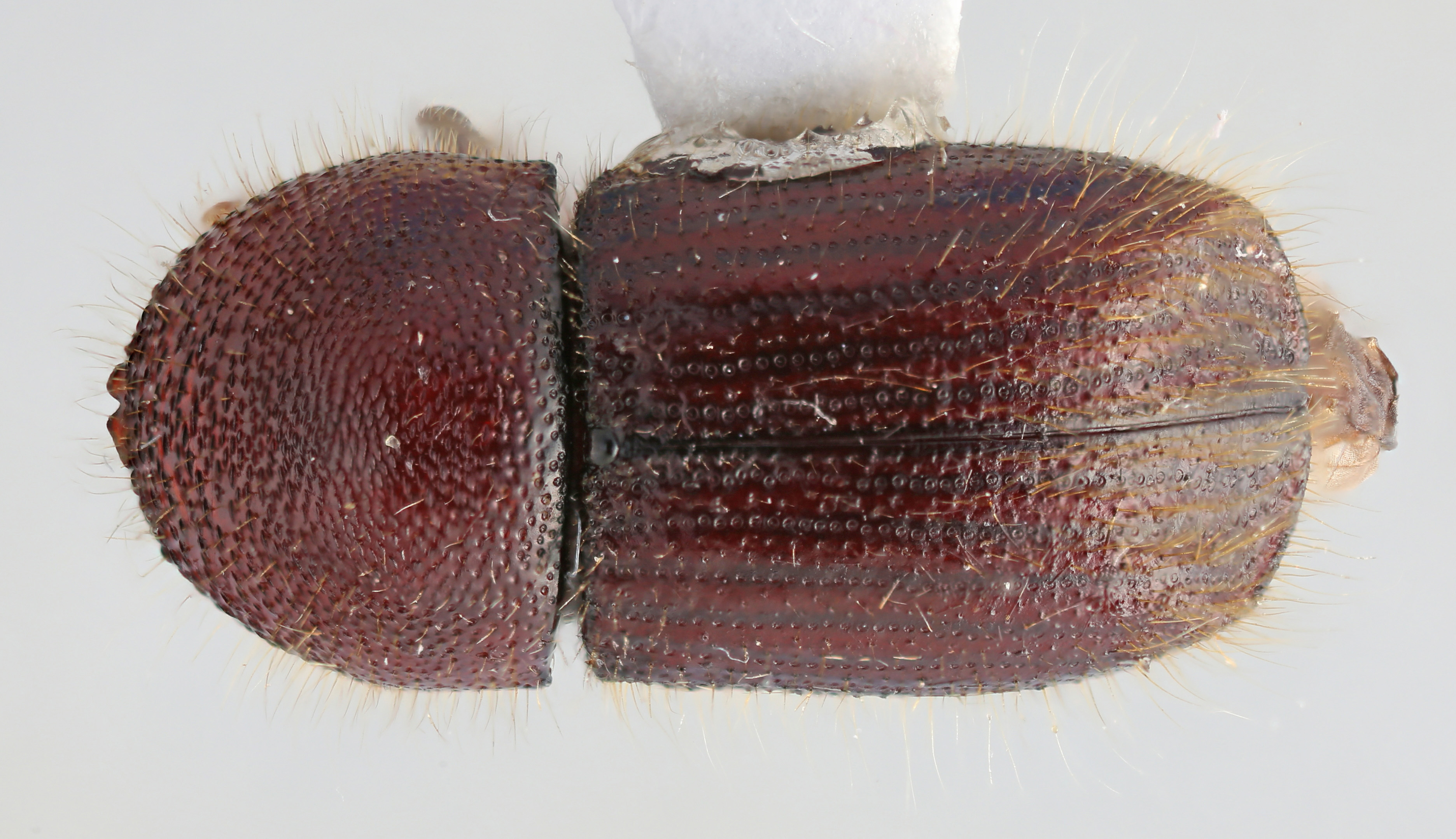 Beaverium latus | Southeast Asian Ambrosia Beetle ID