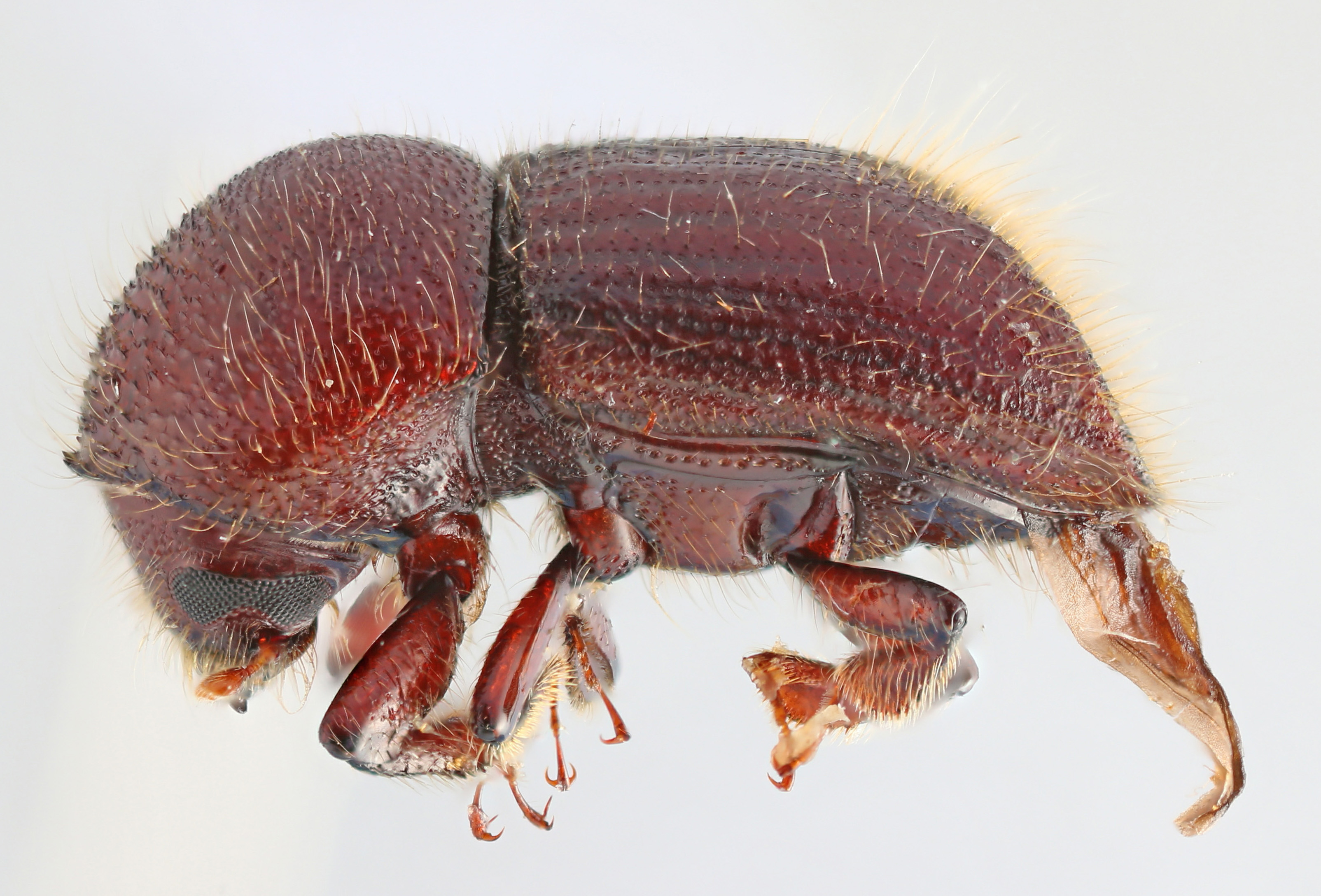 Beaverium latus | Southeast Asian Ambrosia Beetle ID
