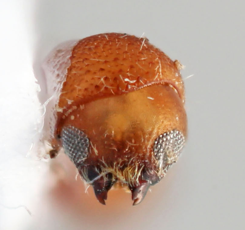 Cryptoxyleborus confusus | Southeast Asian Ambrosia Beetle ID