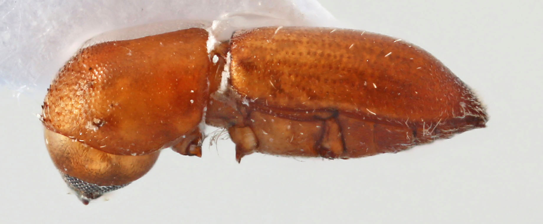 Cryptoxyleborus confusus | Southeast Asian Ambrosia Beetle ID