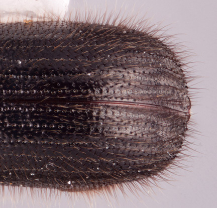 Xylosandrus eupatorii | Southeast Asian Ambrosia Beetle ID