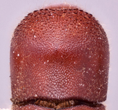 Euwallacea alastos | Southeast Asian Ambrosia Beetle ID