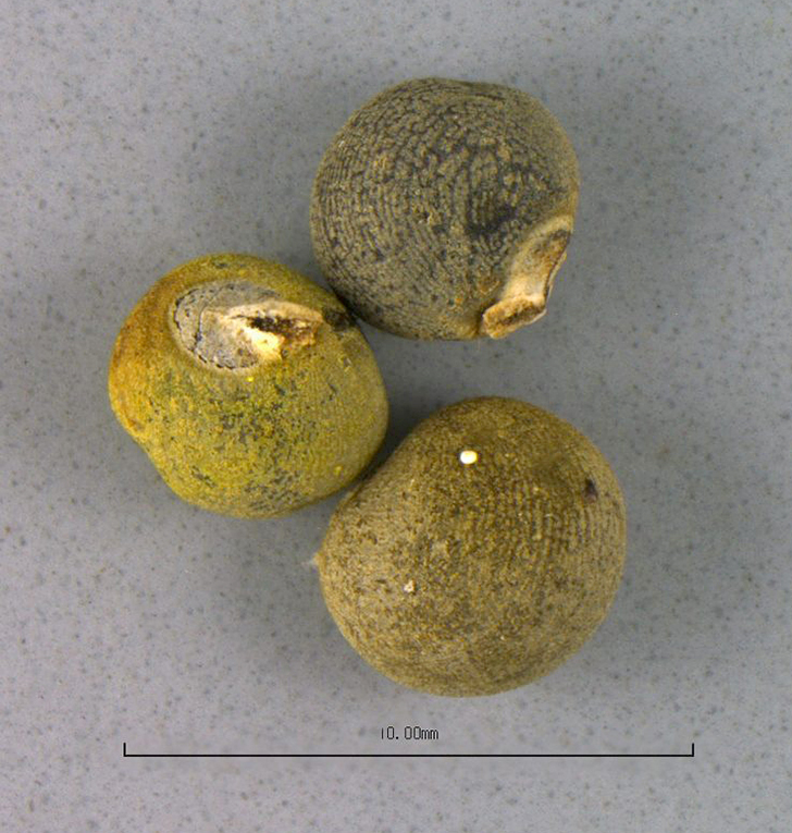 Malvaceae | Fruit and Seed Family ID