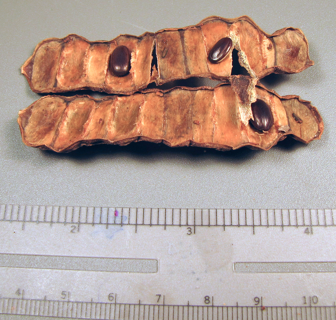 Fabaceae | Fruit and Seed Family ID