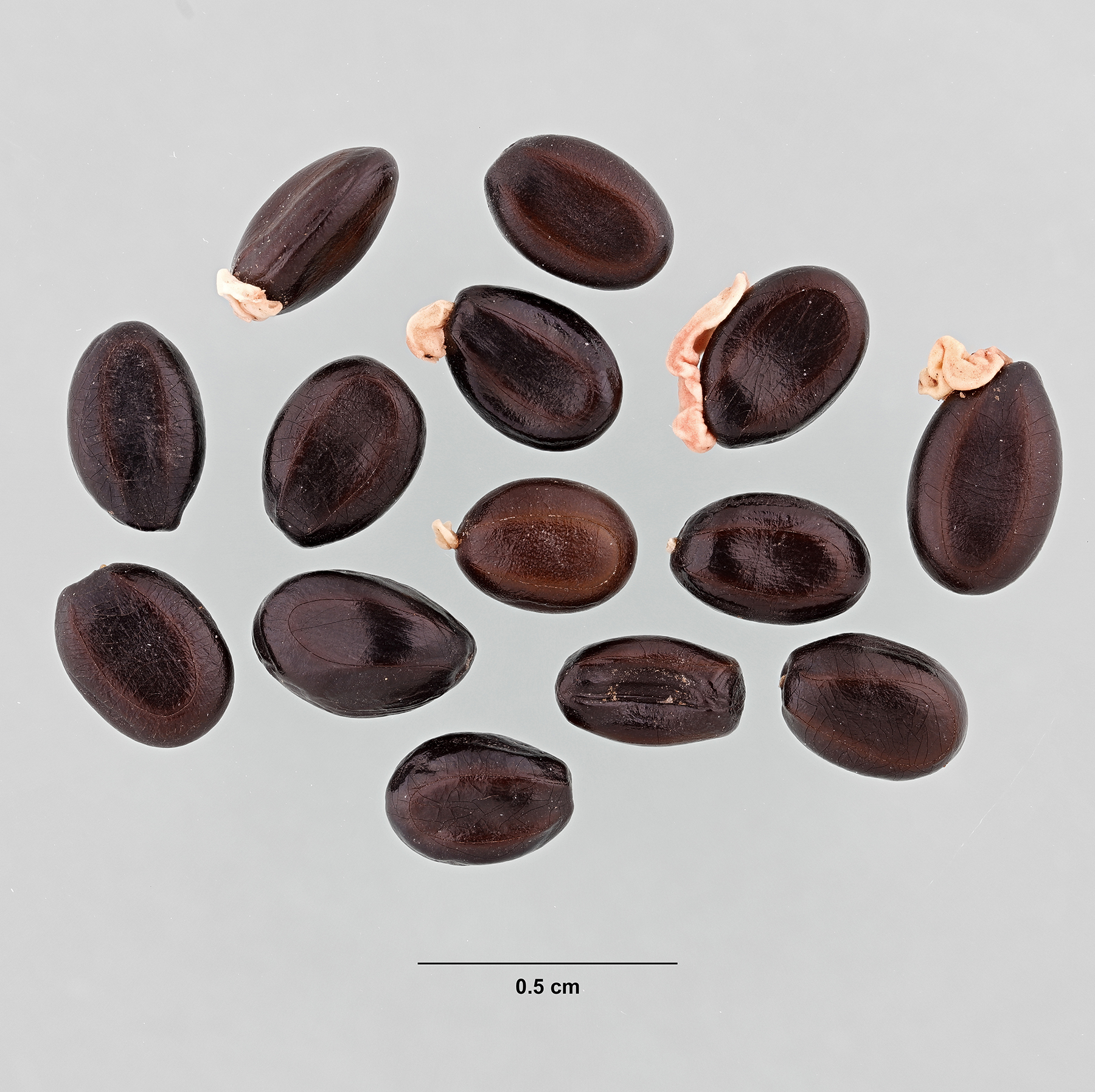 Fabaceae | Fruit and Seed Family ID