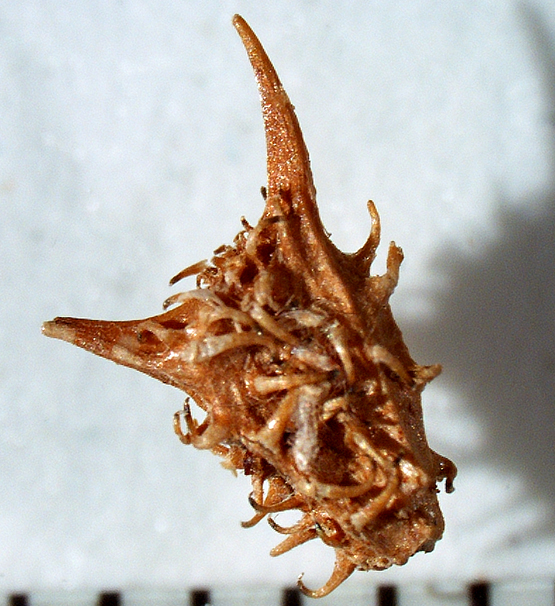 Asteraceae | Fruit and Seed Family ID