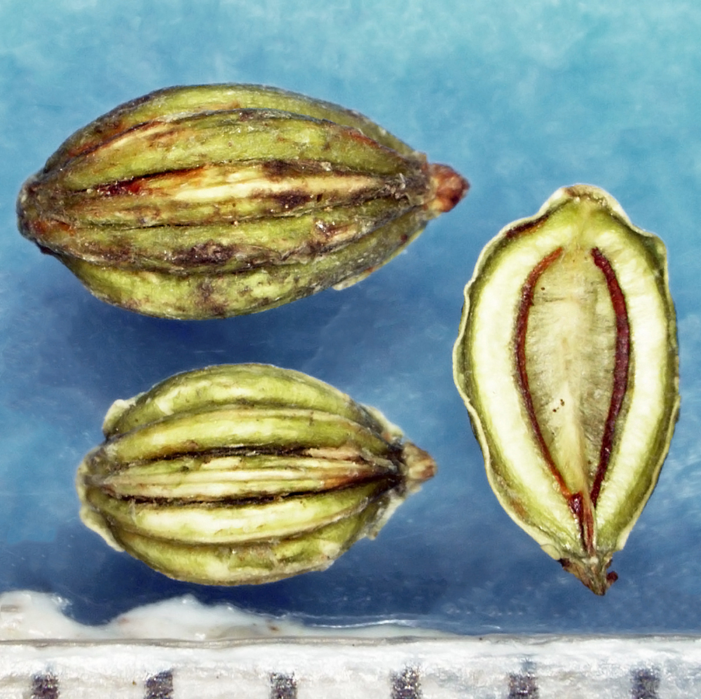 Apiaceae | Fruit and Seed Family ID
