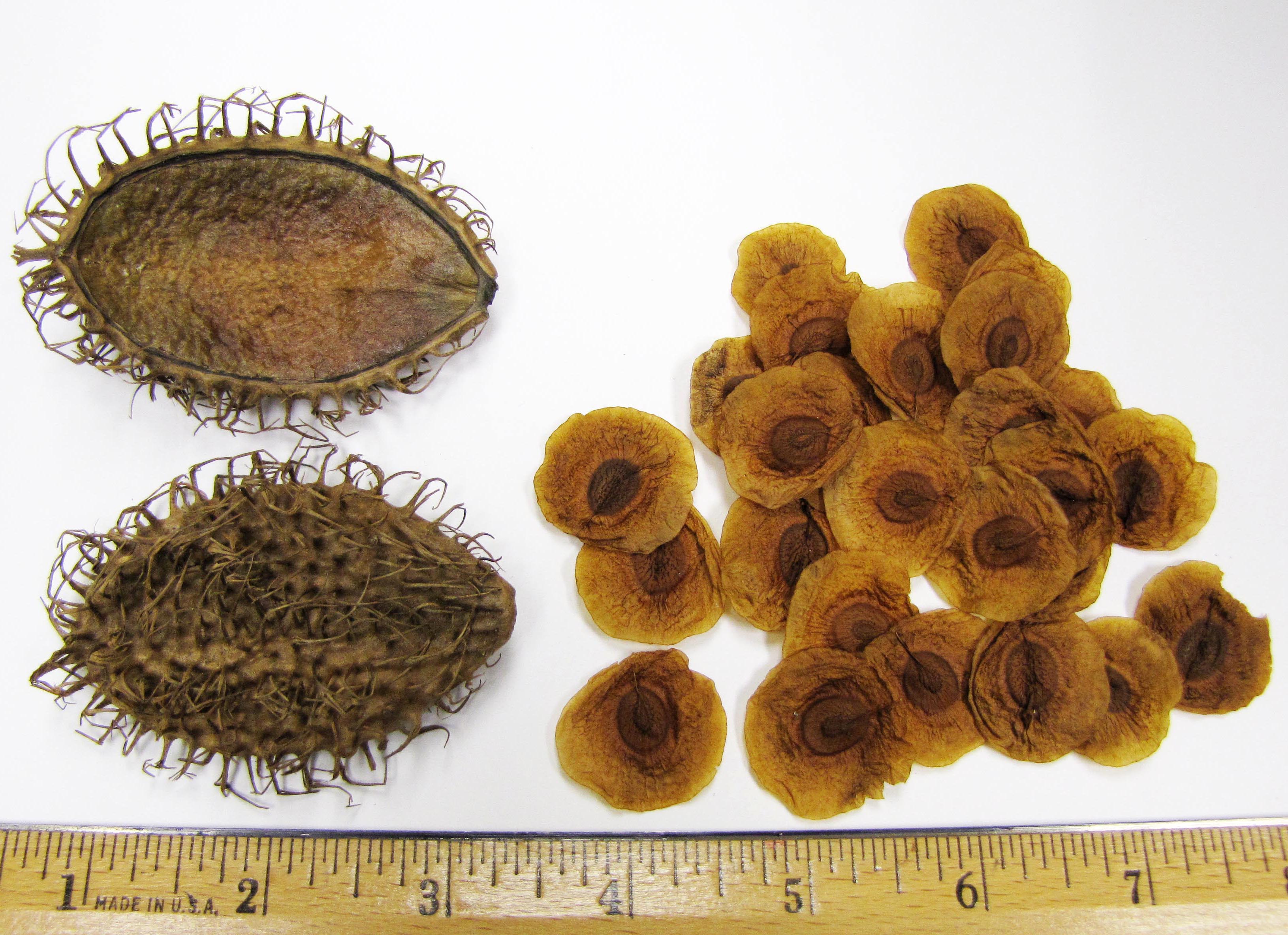 Apocynaceae | Fruit and Seed Family ID