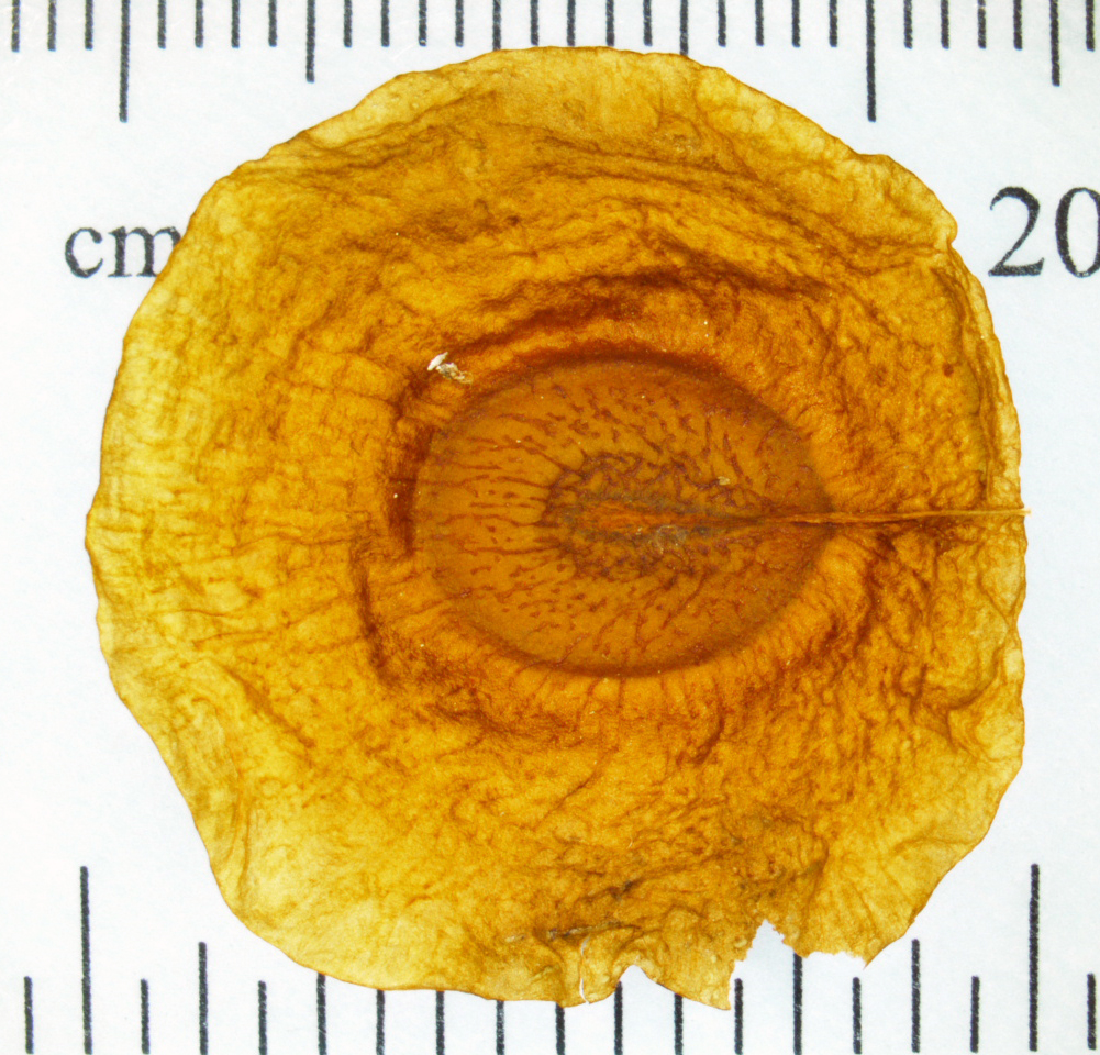 Apocynaceae | Fruit and Seed Family ID