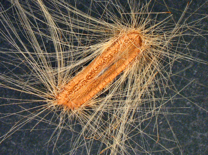 Apocynaceae | Fruit and Seed Family ID