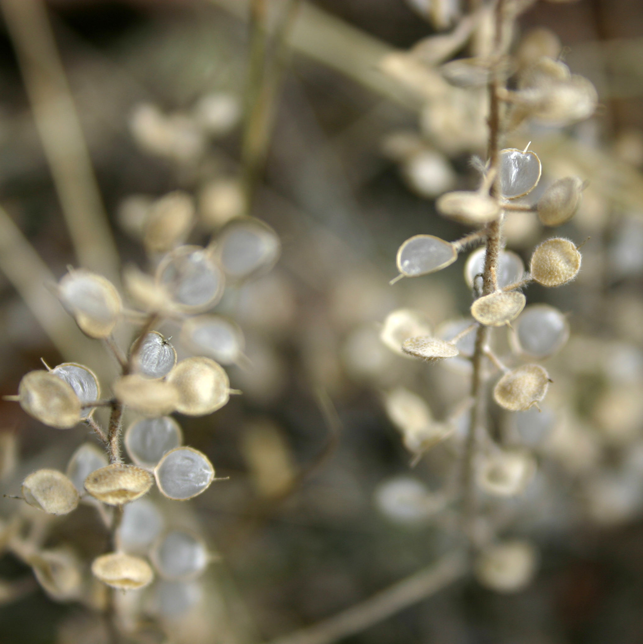Brassicaceae | Fruit and Seed Family ID