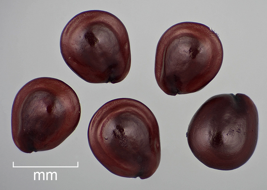 Amaranthaceae | Fruit and Seed Family ID