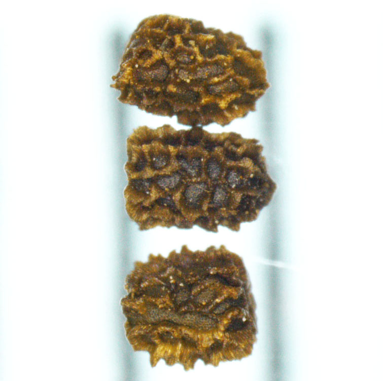 Plantaginaceae | Fruit and Seed Family ID