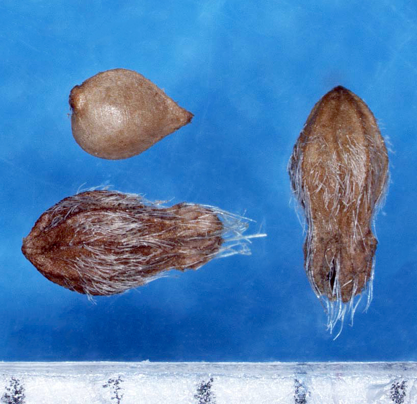 Rosaceae | Fruit and Seed Family ID