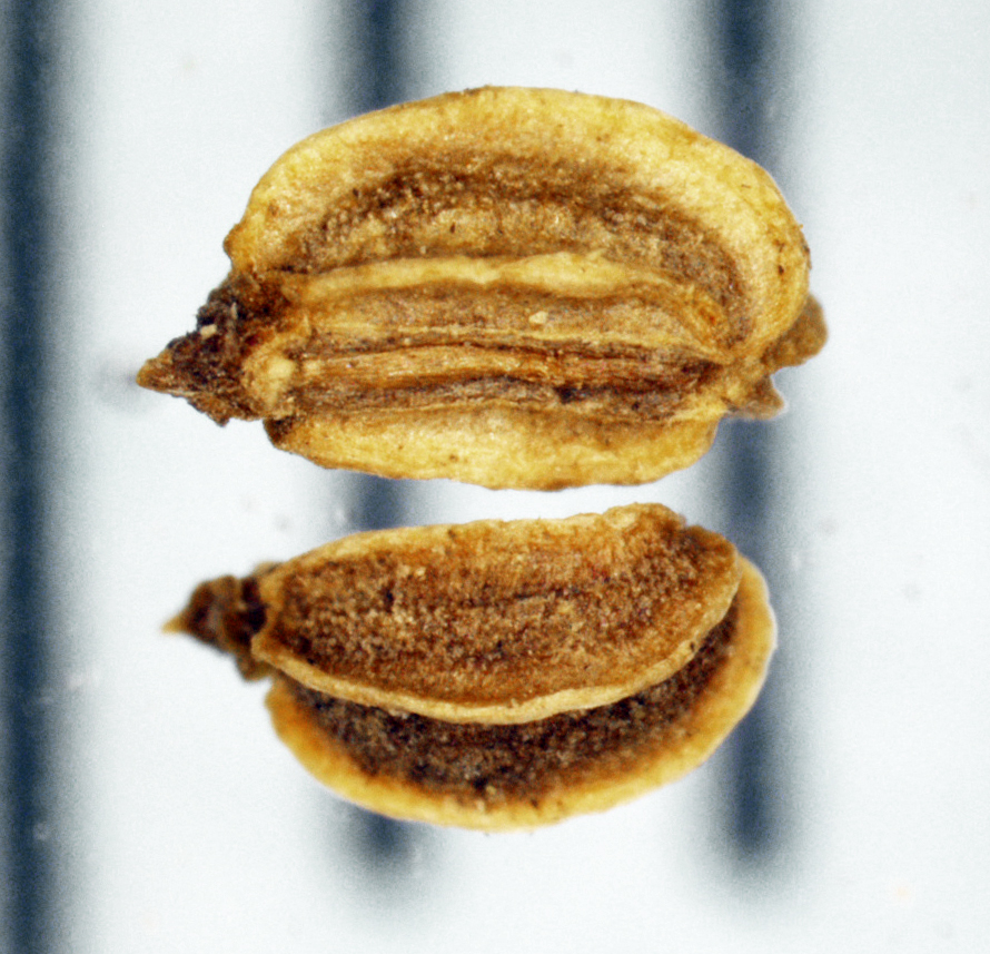 Apiaceae | Fruit and Seed Family ID