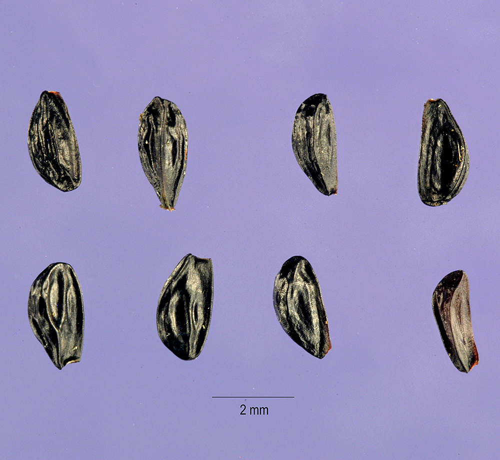 Ranunculaceae | Fruit and Seed Family ID