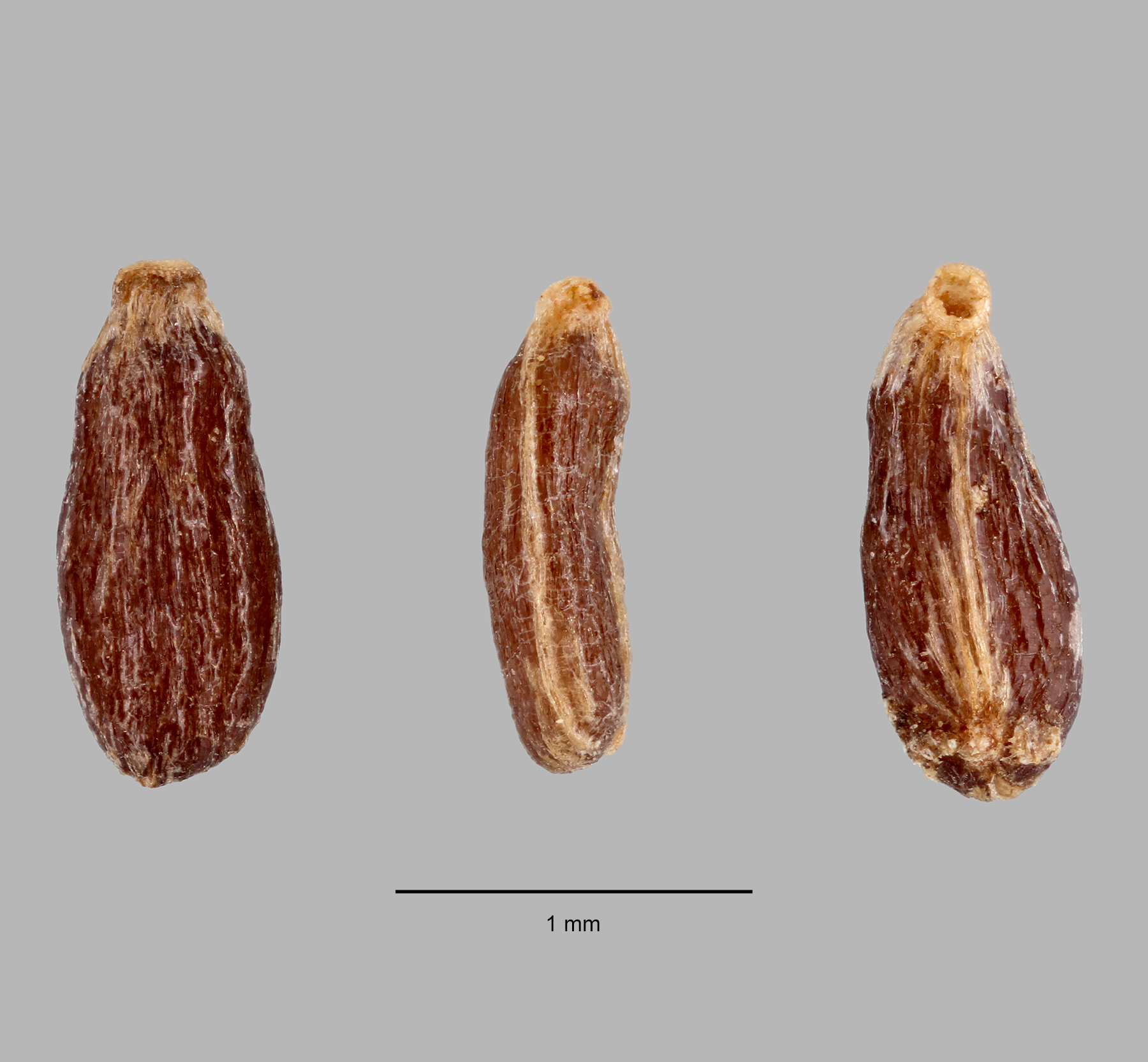 Asteraceae | Fruit and Seed Family ID