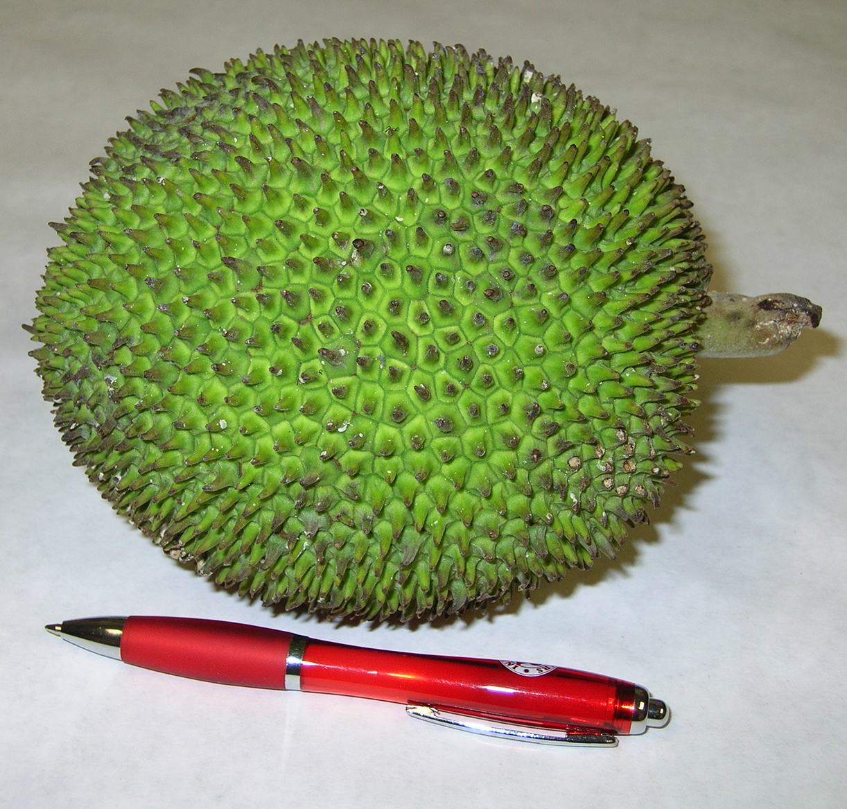 Moraceae | Fruit and Seed Family ID