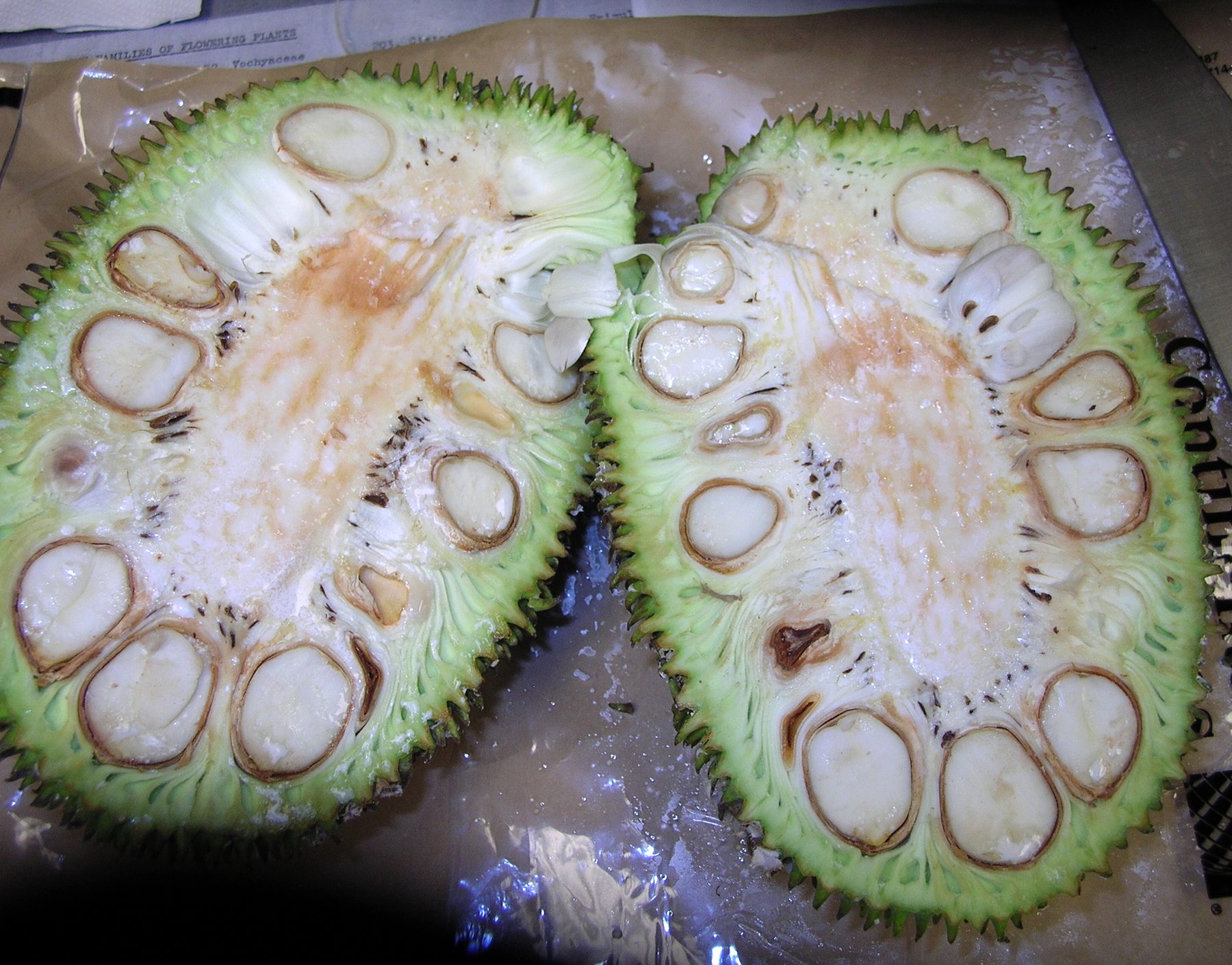 Moraceae | Fruit and Seed Family ID