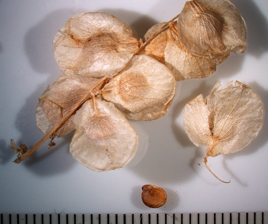 Amaranthaceae | Fruit and Seed Family ID